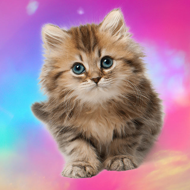 Contests | Page-A-Day®